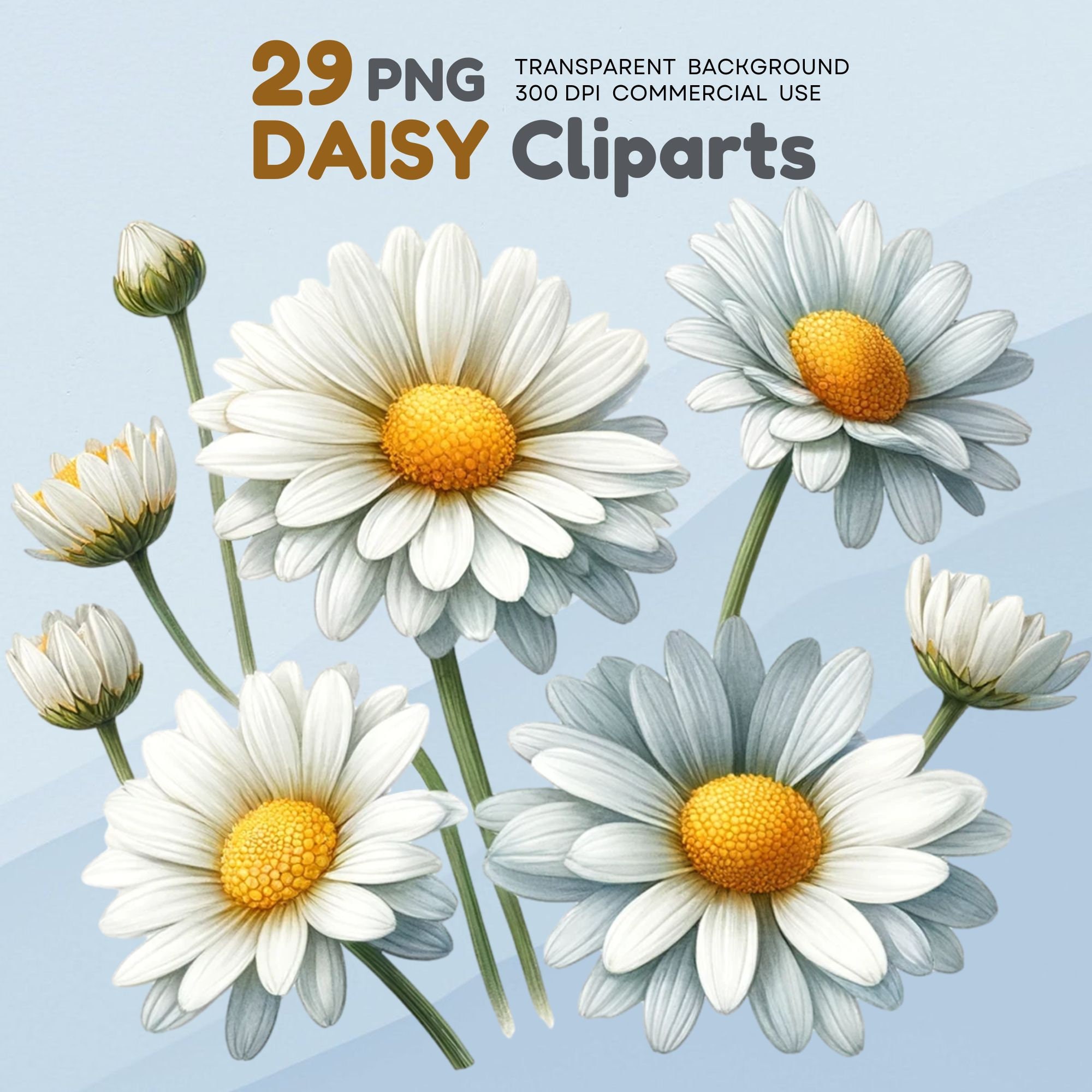 Daisy PNG, Watercolor Daisy Clipart Bundle, Spring Floral PNG, Flower ...