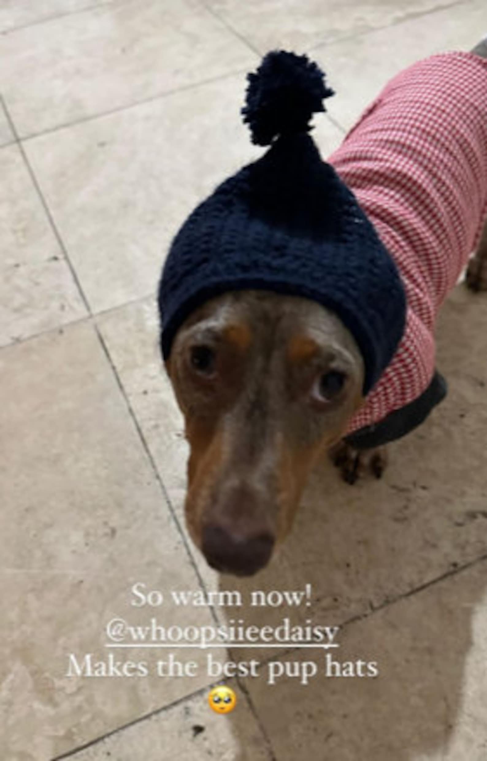 Crochet Dog Hood Pattern - Etsy