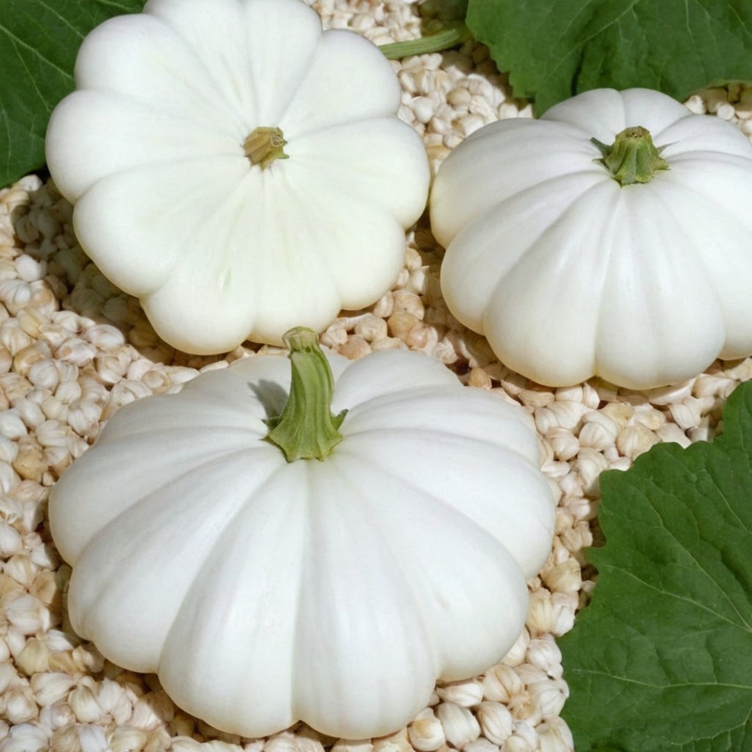 Early White Scallop Squash - Heirloom Seeds - Etsy