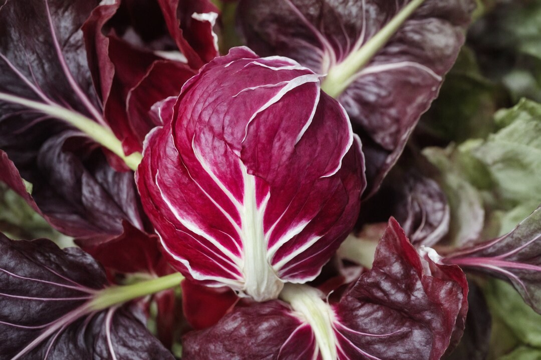 Red Verona Radicchio Chicory - 50 Heirloom Seeds - Etsy