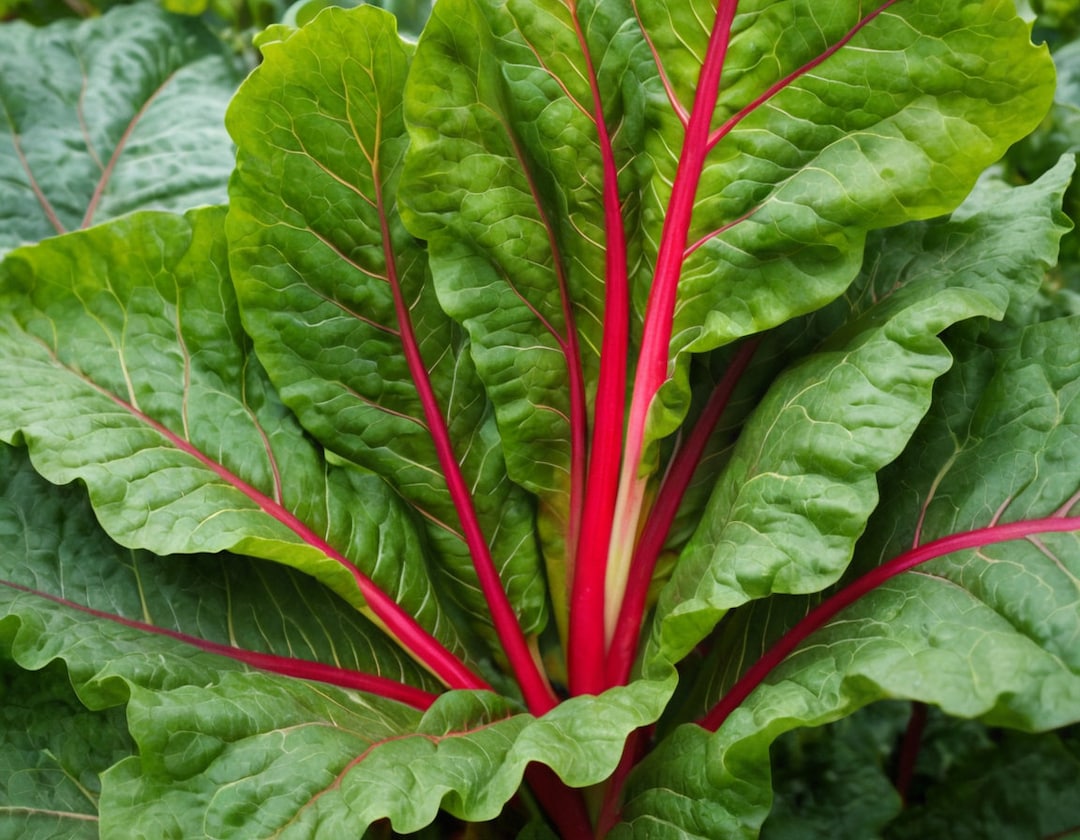 Ruby Red Swiss Chard - Heirloom Seeds - Etsy