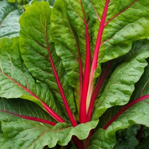 Ruby Red Swiss Chard - Heirloom Seeds - Etsy