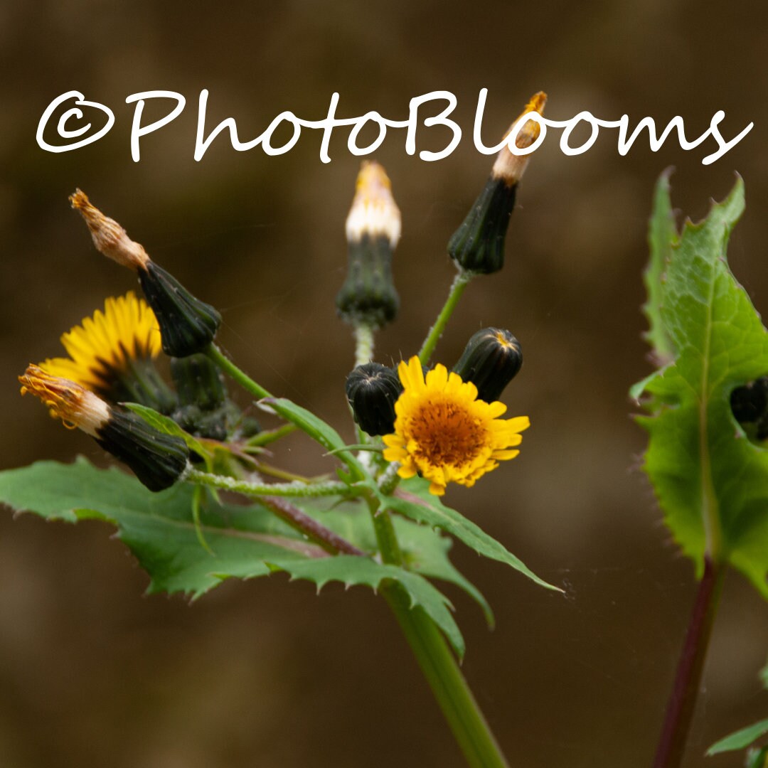 Original Photography Budding Flower With Blurred Background Digital ...