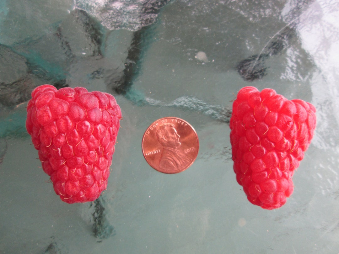 Raspberry Sapling Live Plant Red XL Size Berries BONUS 1 Jostaberry - Etsy