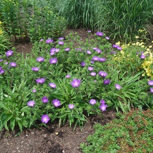Lot of 5: Purple Danube Stokes Aster Stokesia Live Plants - Etsy