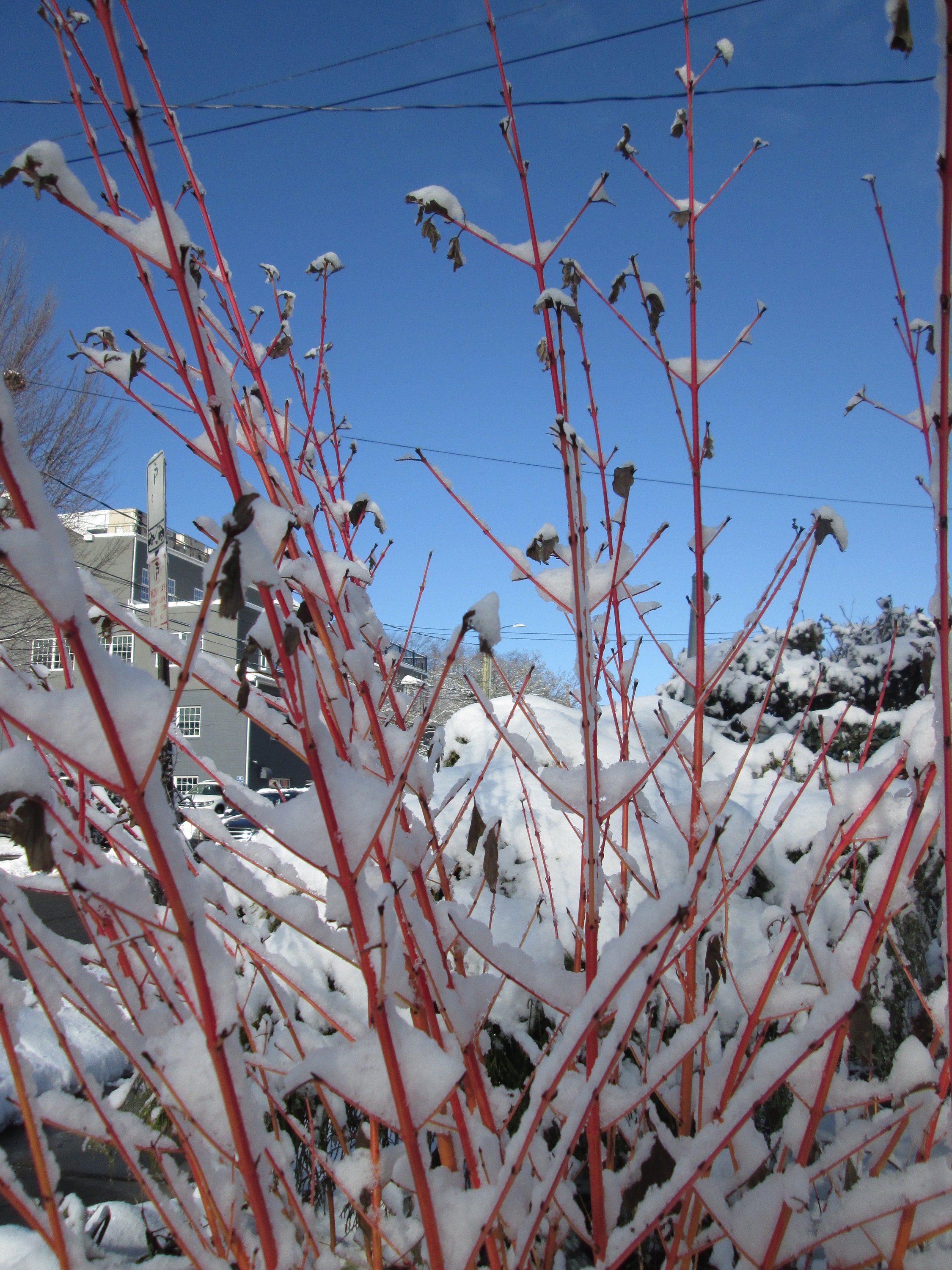 Cornus Sanguinea Dogwood Midwinter Fire Winter Flame Saplings - Etsy