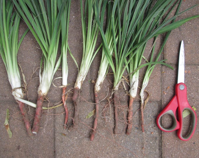 Lot of 5: Live Adam's Needle Yucca Plants Bare Root - Etsy