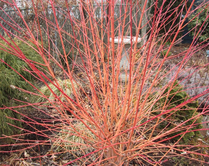 Cornus Sanguinea Dogwood Midwinter Fire Winter Flame Saplings - Etsy