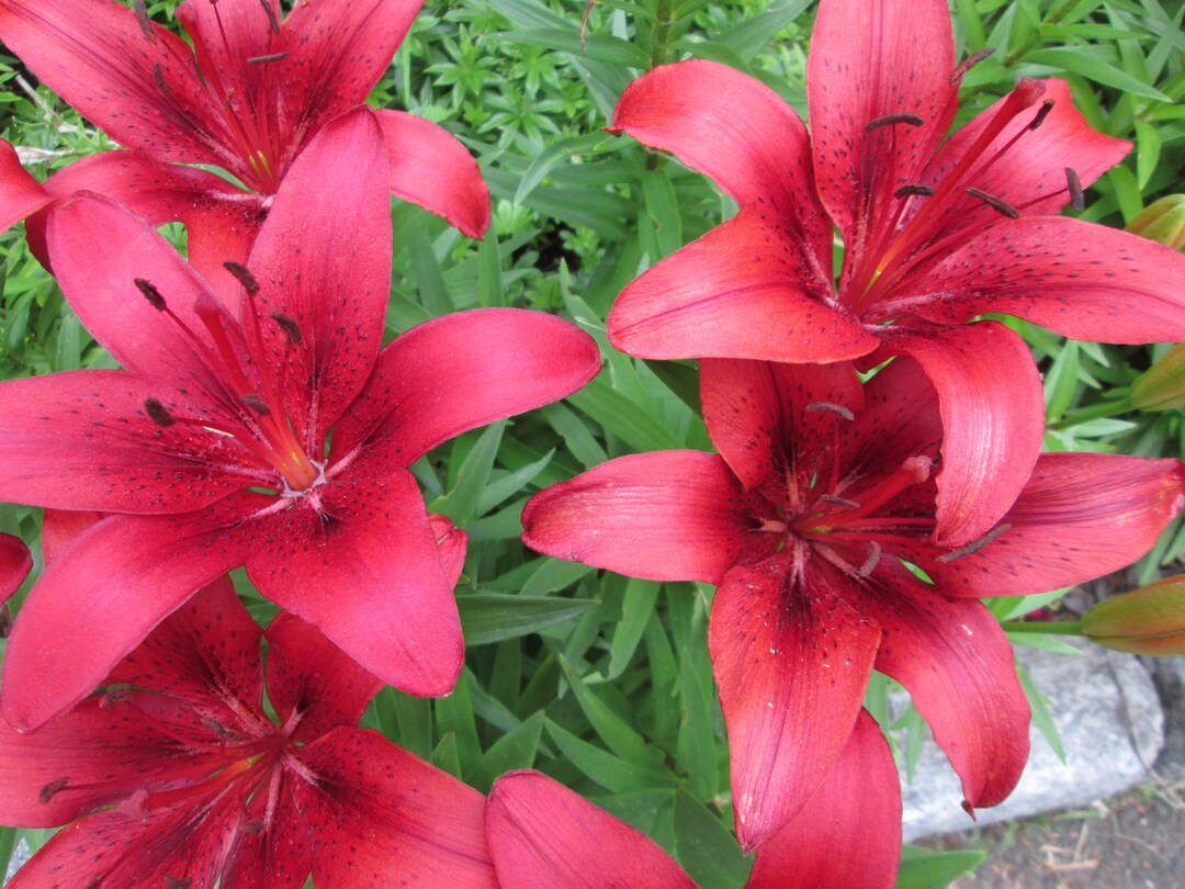 Lot of 9: Asiatic Border Lilies Hybrid 'red Carpet' Bulbs - Etsy