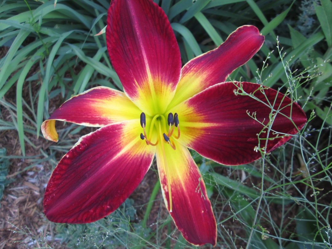 Lot of 2 Separate Fans: Ruby Spider Daylily Hemerocalis - Etsy