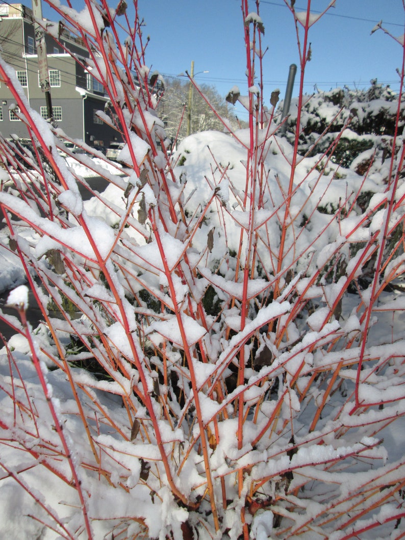 Cornus Sanguinea Dogwood Midwinter Fire Winter Flame Saplings - Etsy