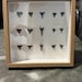 Authentic Shark Tooth Shadow Box - Etsy