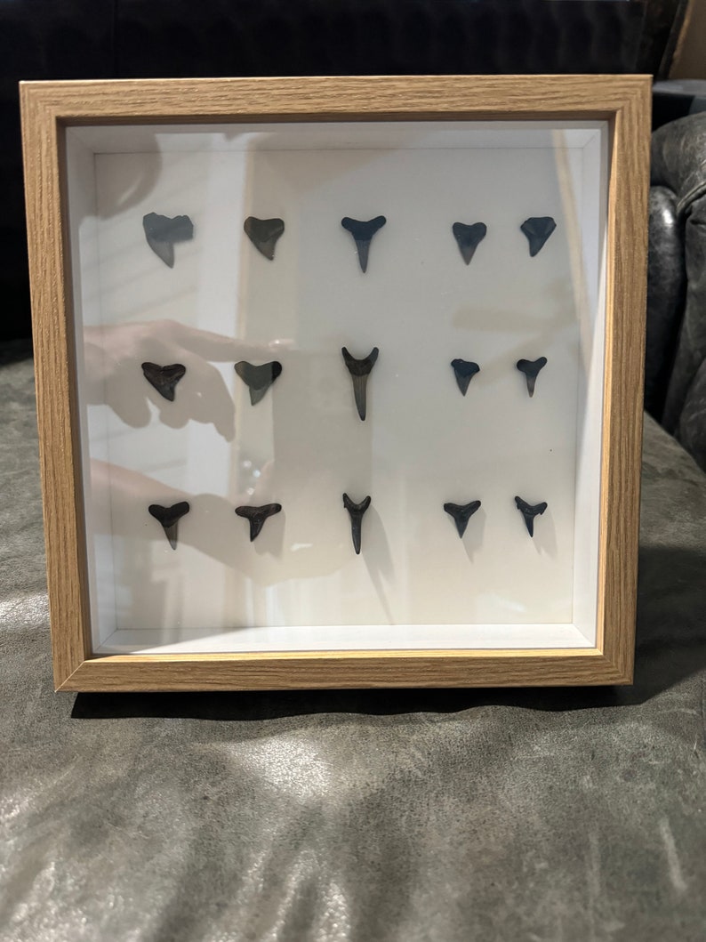 Authentic Shark Tooth Shadow Box - Etsy