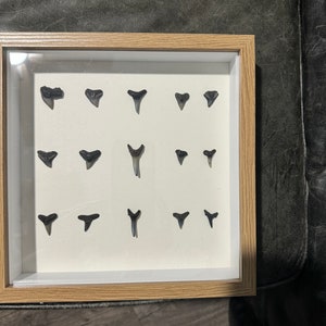 Authentic Shark Tooth Shadow Box - Etsy