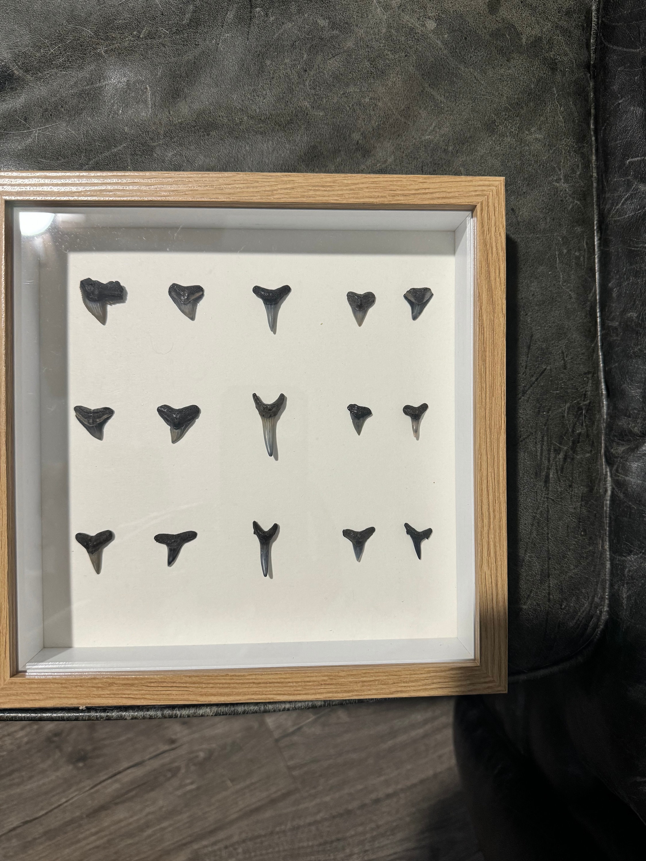 Authentic Shark Tooth Shadow Box - Etsy