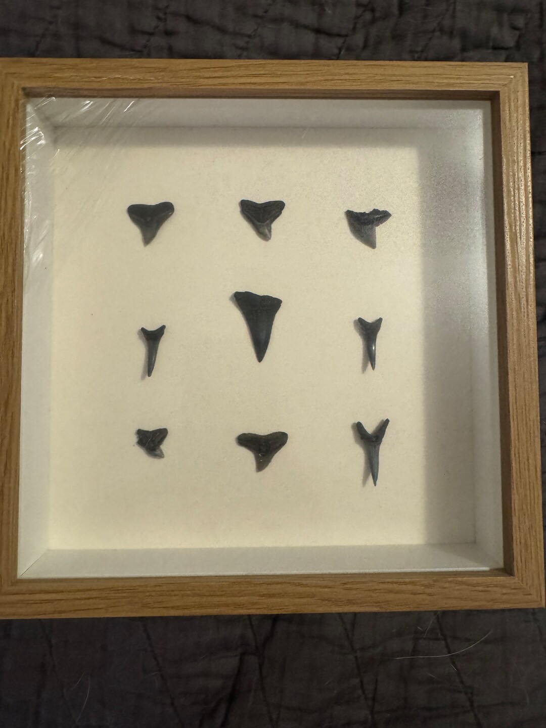Authentic Shark Tooth Shadow Box/ Featuring a Meg - Etsy