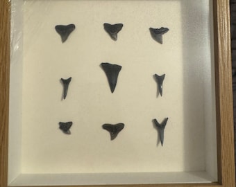 Authentic Shark Tooth Shadow Box - Etsy