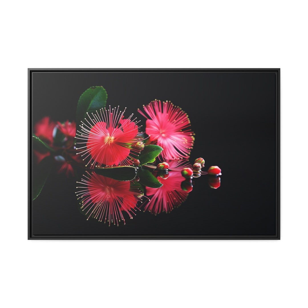 Calliandra Californica fairy Duster Flowers on Black Background Wall ...