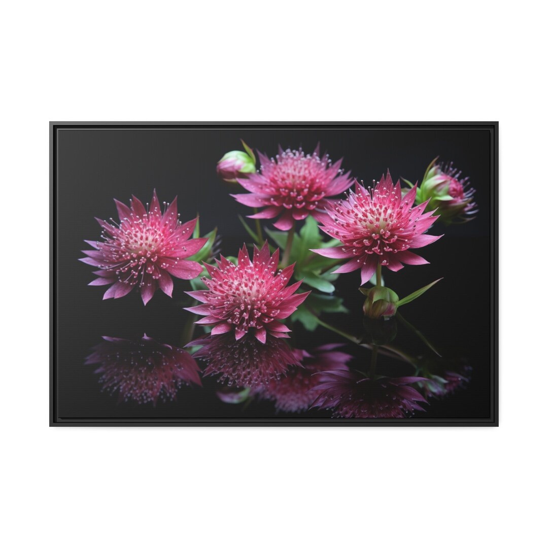 Astrantia masterwort Flowers on a Black Background Wall Art Design ...