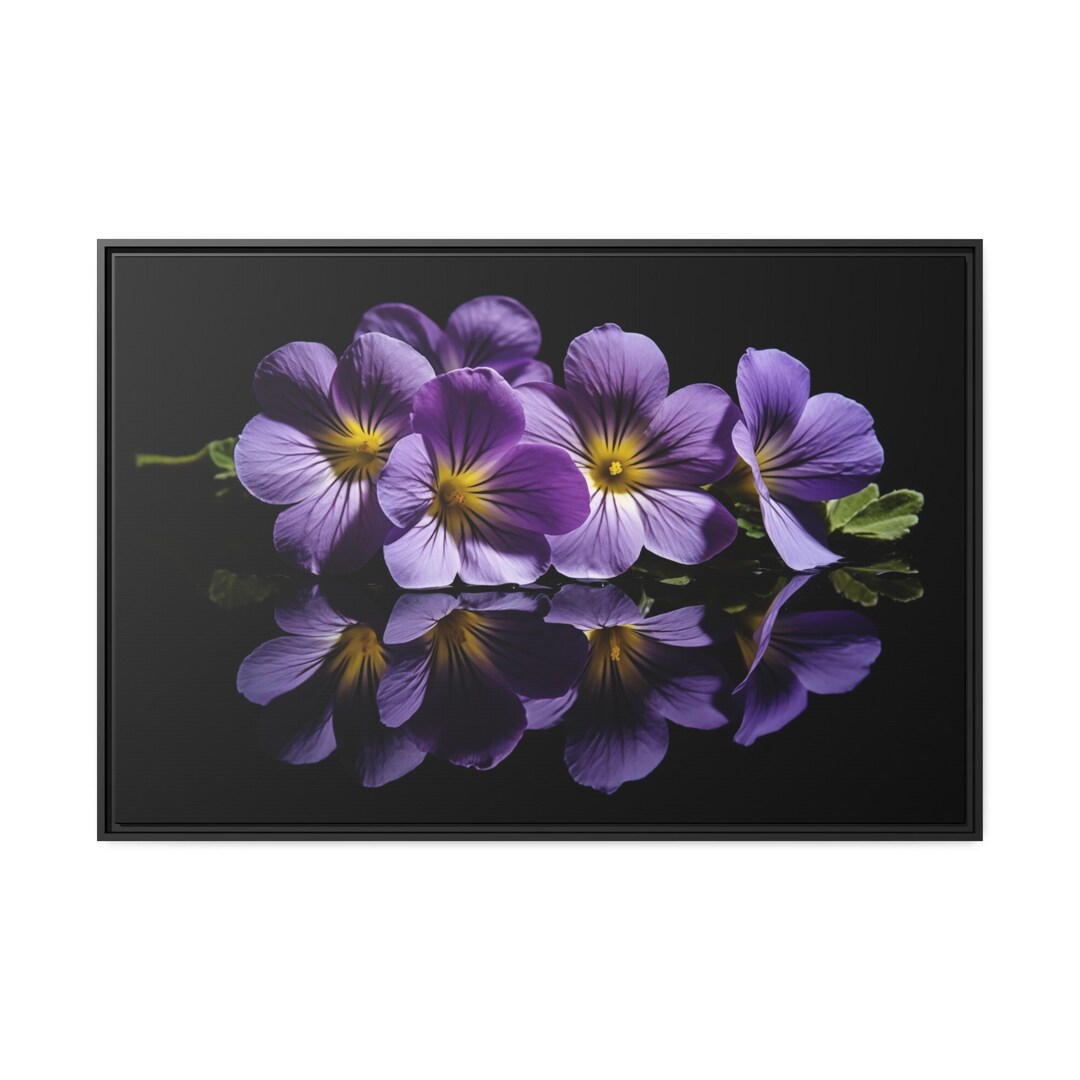 Streptocarpus cape Primrose Flowers Black Background Wall Art Design ...