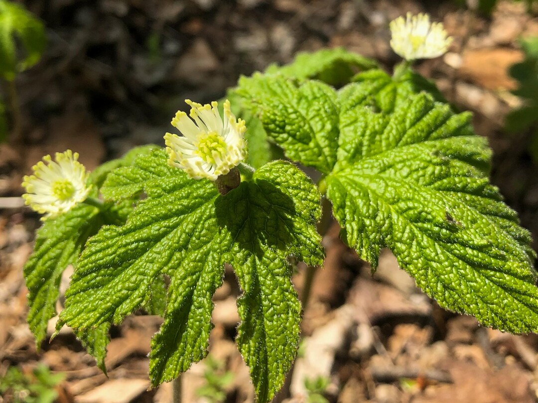 Closeup of Medicinal Goldenseal (hydrastis Canadensis) Growing Wild in ...