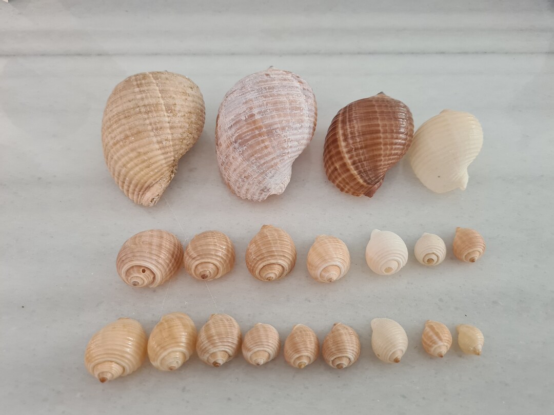 20 Pcs/ A Collection of Tona Galea From Greek Coasts. Mediterranean ...