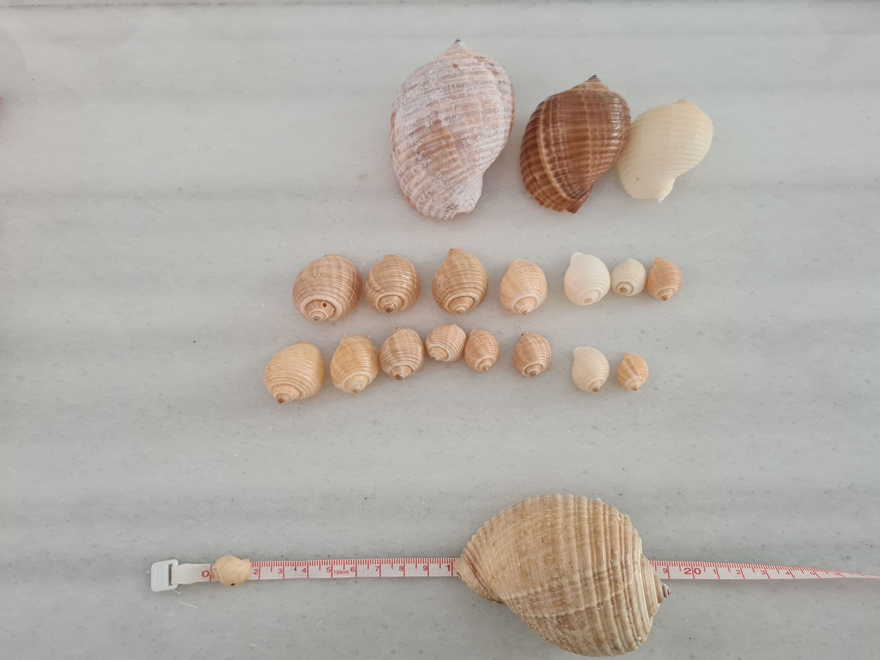 20 Pcs/ A Collection of Tona Galea From Greek Coasts. Mediterranean Tiny Seashells Family. - Etsy