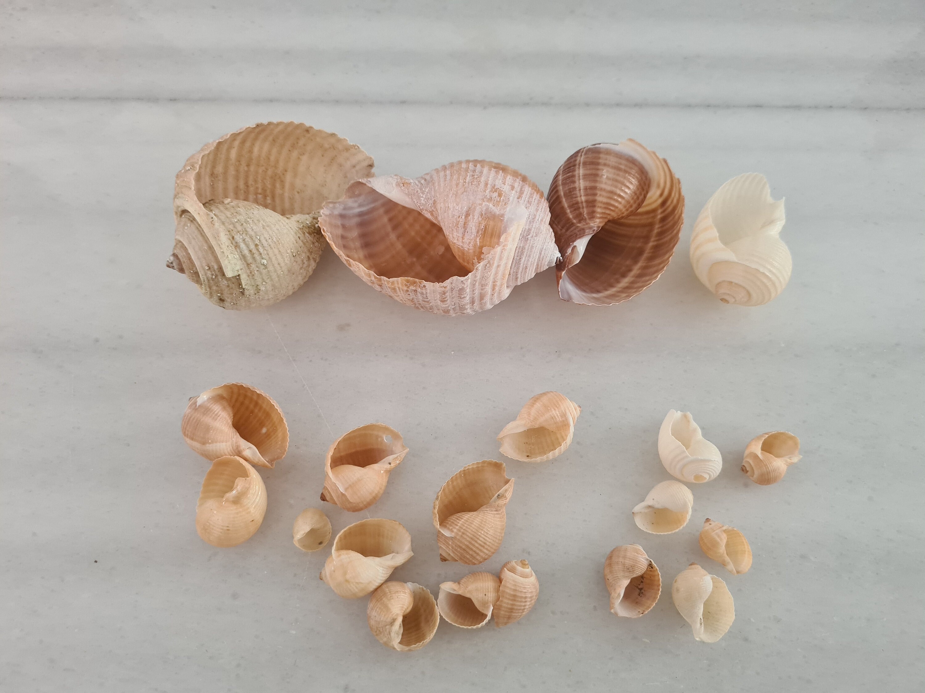 20 Pcs/ A Collection of Tona Galea From Greek Coasts. Mediterranean Tiny Seashells Family. - Etsy