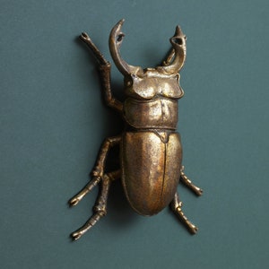 15cm Small Stag Beetle Wall Art Wall Hanging Bug Insects Ornament Wall ...
