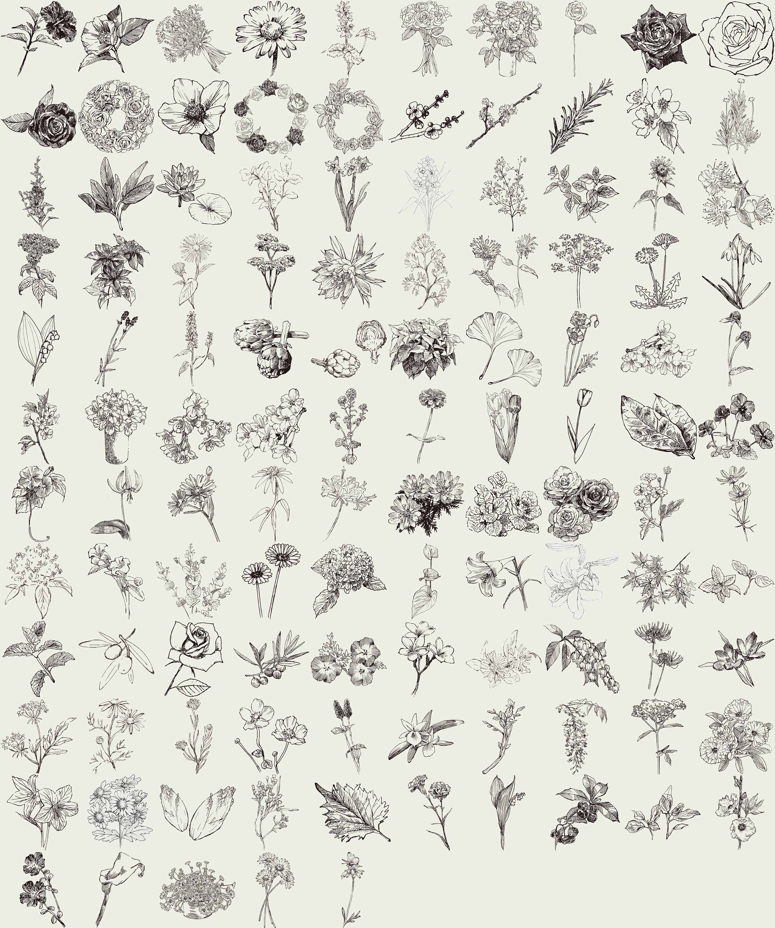 Hand Drawn Sketch Plant Exotic Floral Png Botanical Vector Illustration ...