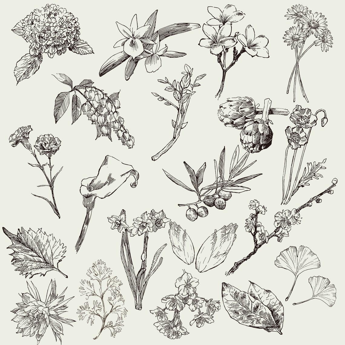 Hand Drawn Sketch Plant Exotic Floral Png Botanical Vector Illustration ...