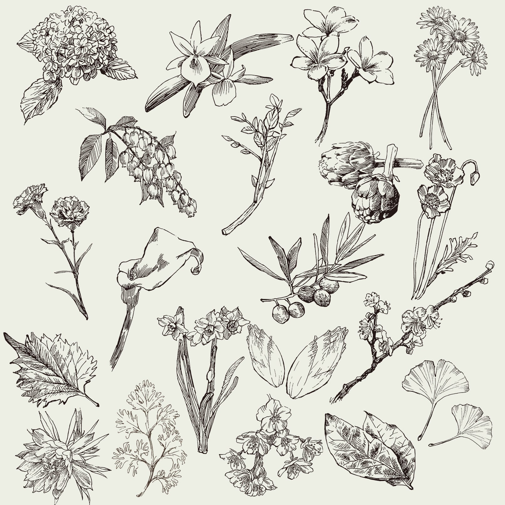 Hand Drawn Sketch Plant Exotic Floral Png Botanical Vector Illustration ...