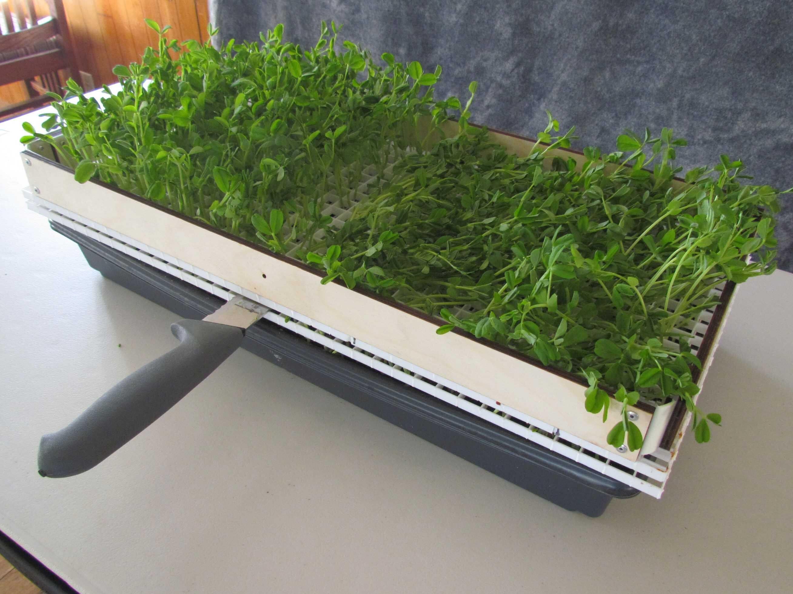 SPEEDY REAPER - 4-pack - Microgreens Harvest System - Simple, Quick ...