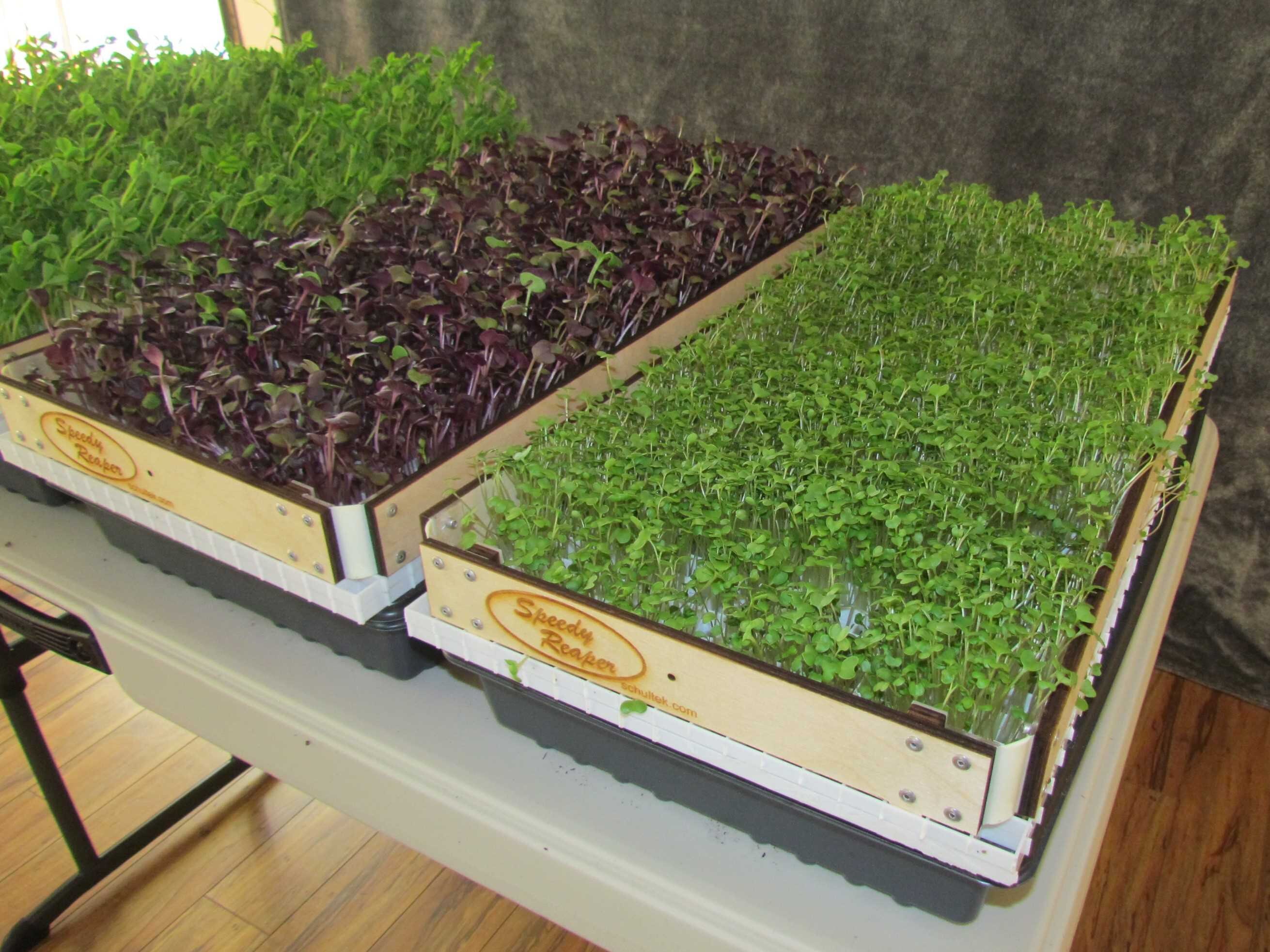 SPEEDY REAPER - 4-pack - Microgreens Harvest System - Simple, Quick ...
