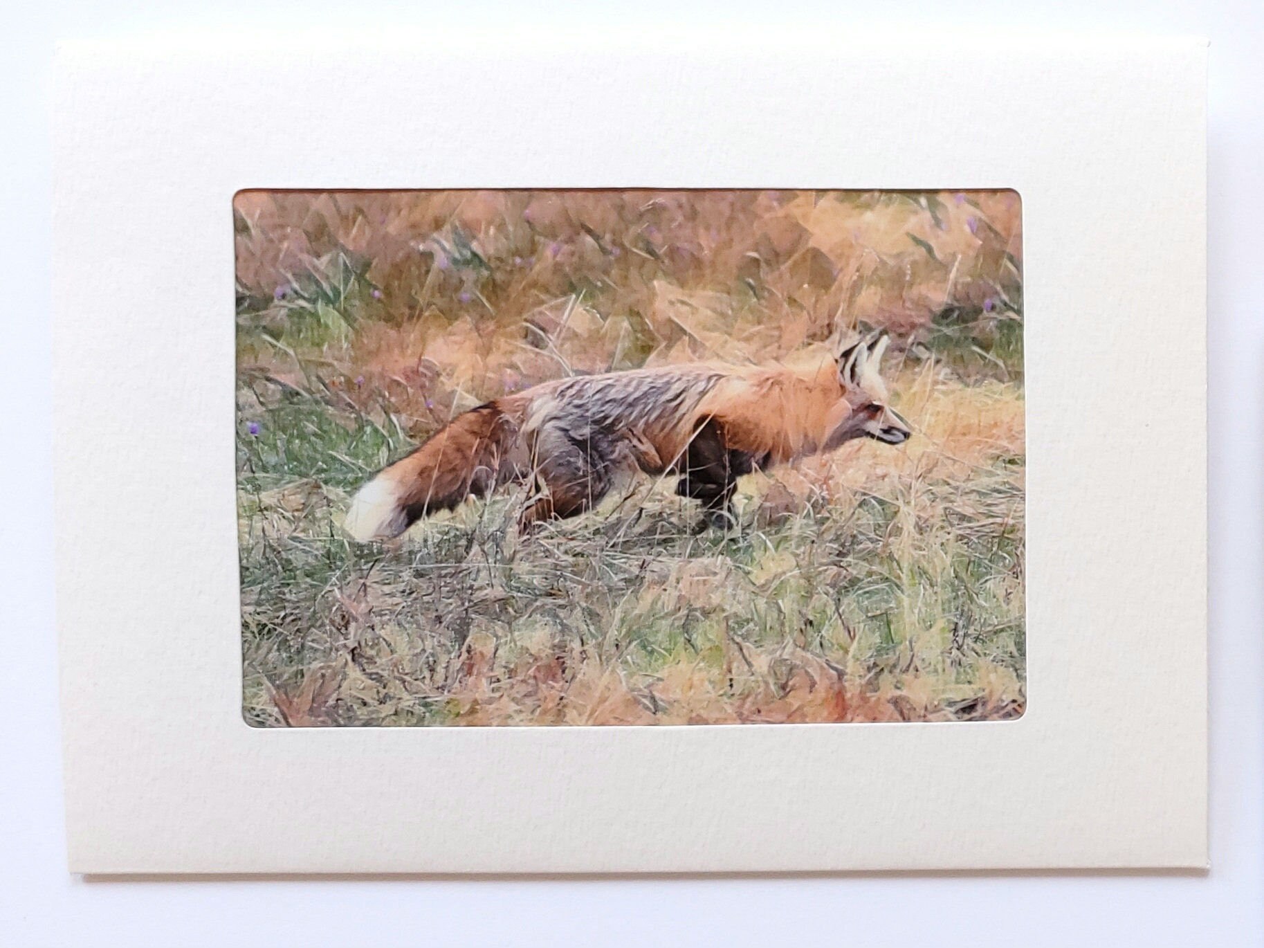 Yellowstone Fox Card or Print, Wildlife Photo Art, Blank Wildlife Cards ...