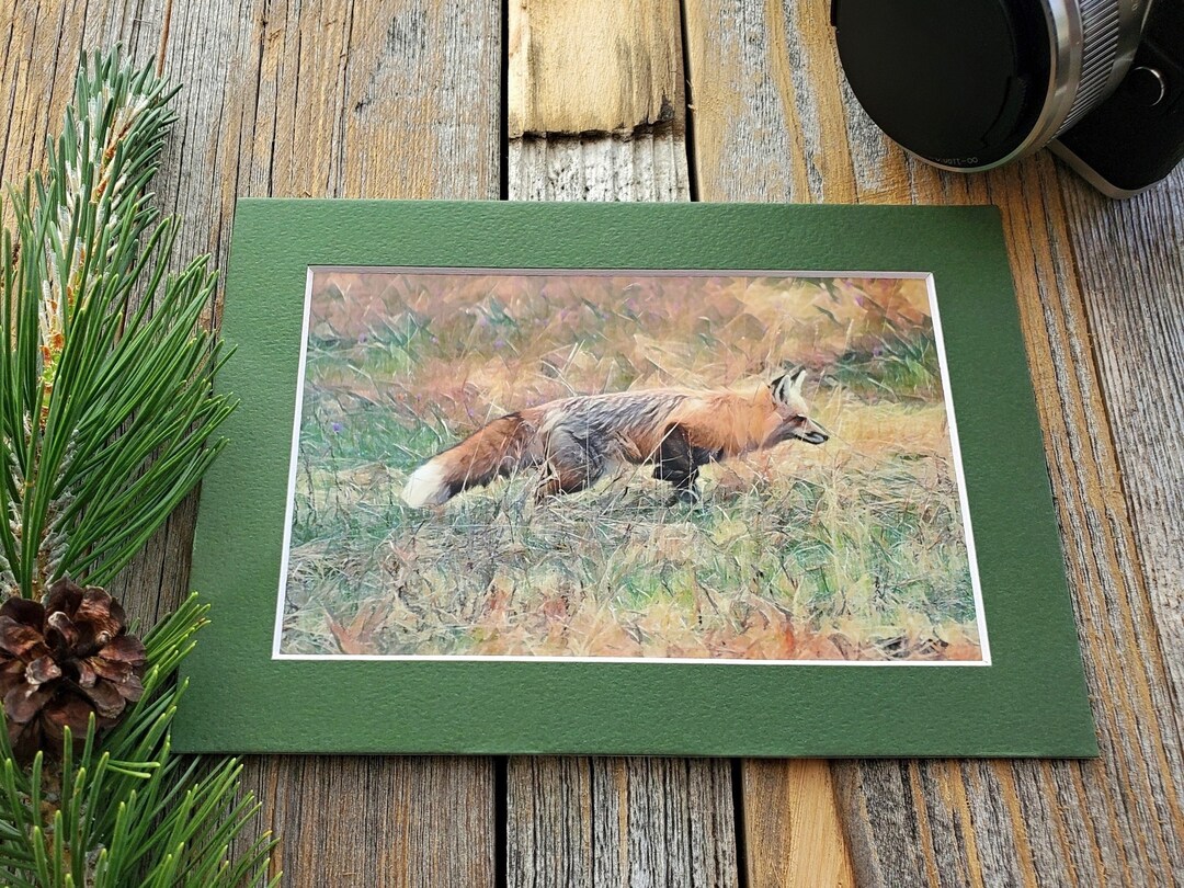 Yellowstone Fox Card or Print, Wildlife Photo Art, Blank Wildlife Cards ...