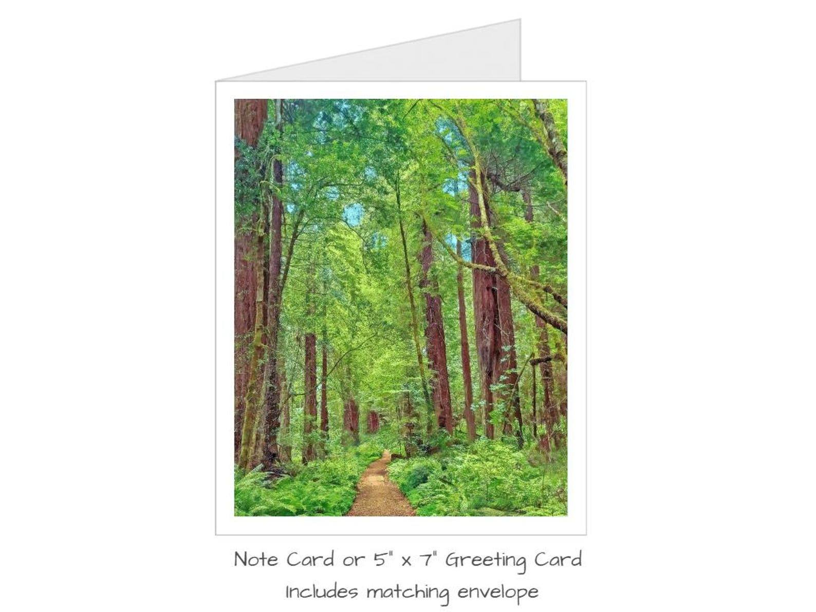 California Redwood Trees Greeting/note Card, Blank Inside W ...