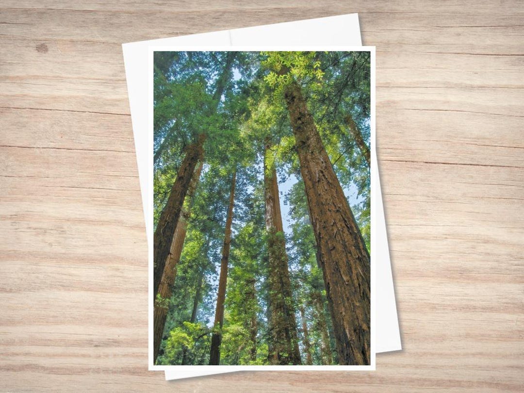Redwood Trees Greeting Card, California Nature Photo, Personalized Note ...