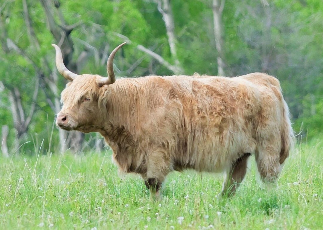 Highland Cow Greeting or Note Card, Blank With Personalization Options ...