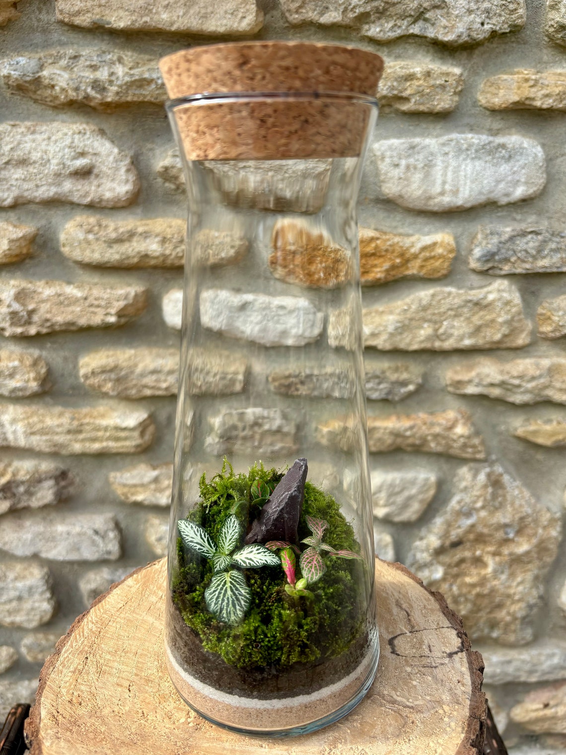 Tropical Fittonia Terrarium: Easy Care, Miniature Ecosystem in Glass ...