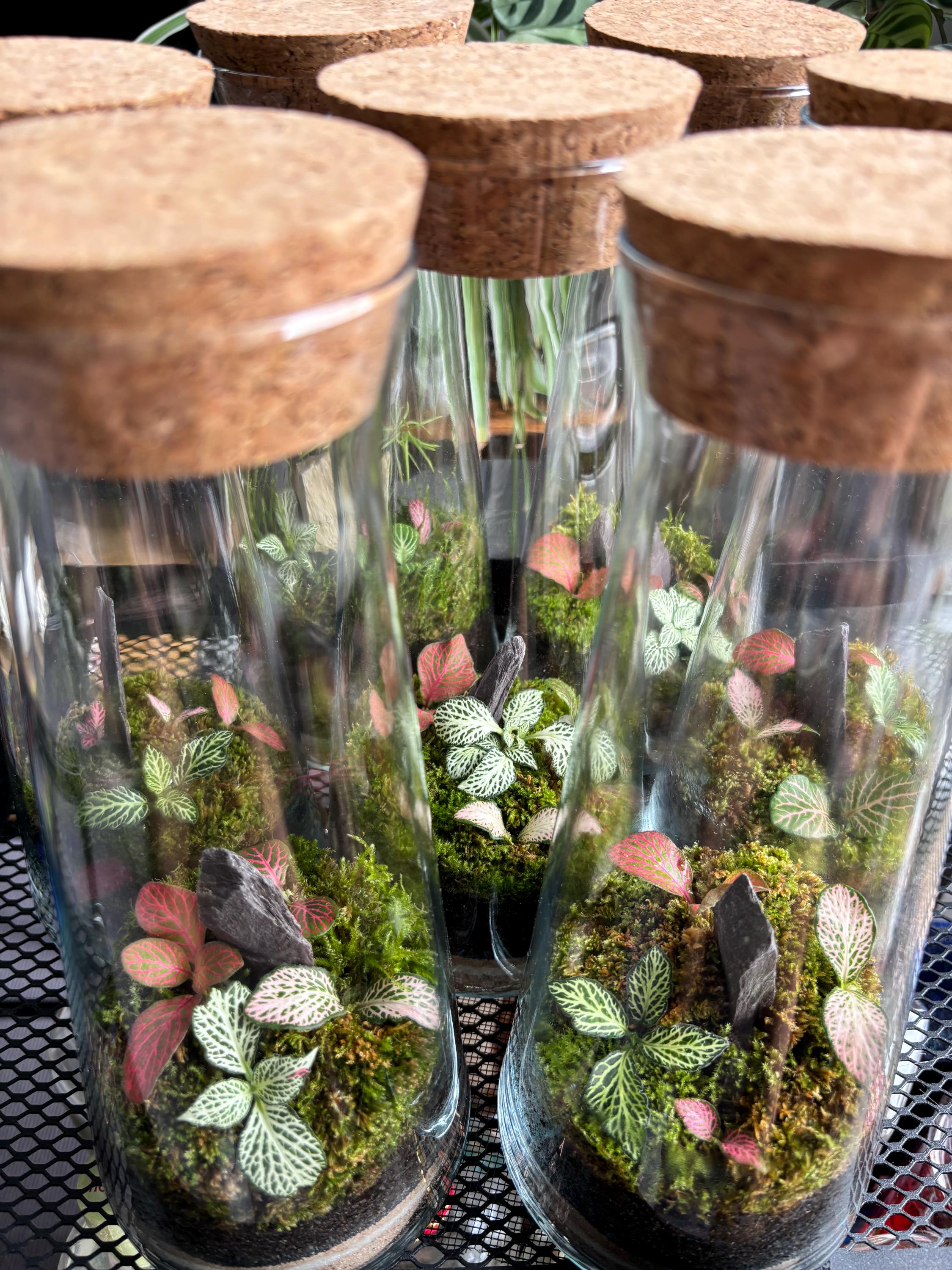 Tropical Fittonia Terrarium: Easy Care, Miniature Ecosystem in Glass ...