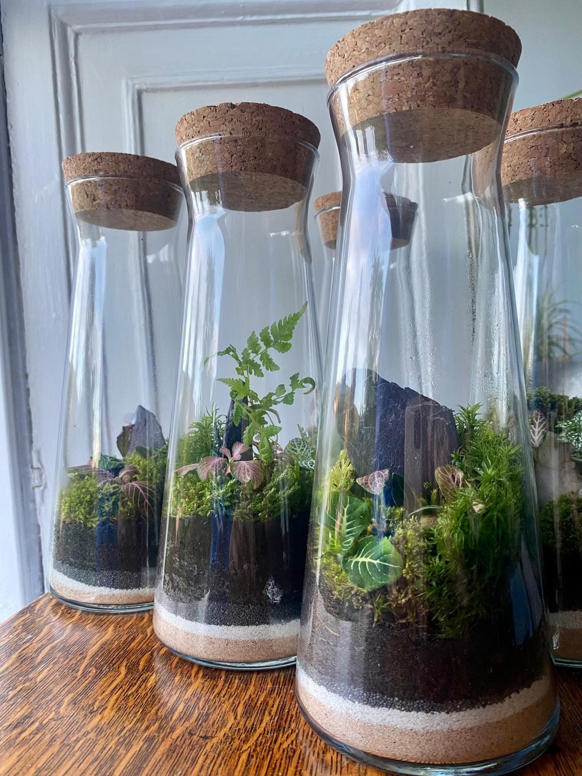 Tropical Fittonia Terrarium: Easy Care, Miniature Ecosystem in Glass ...