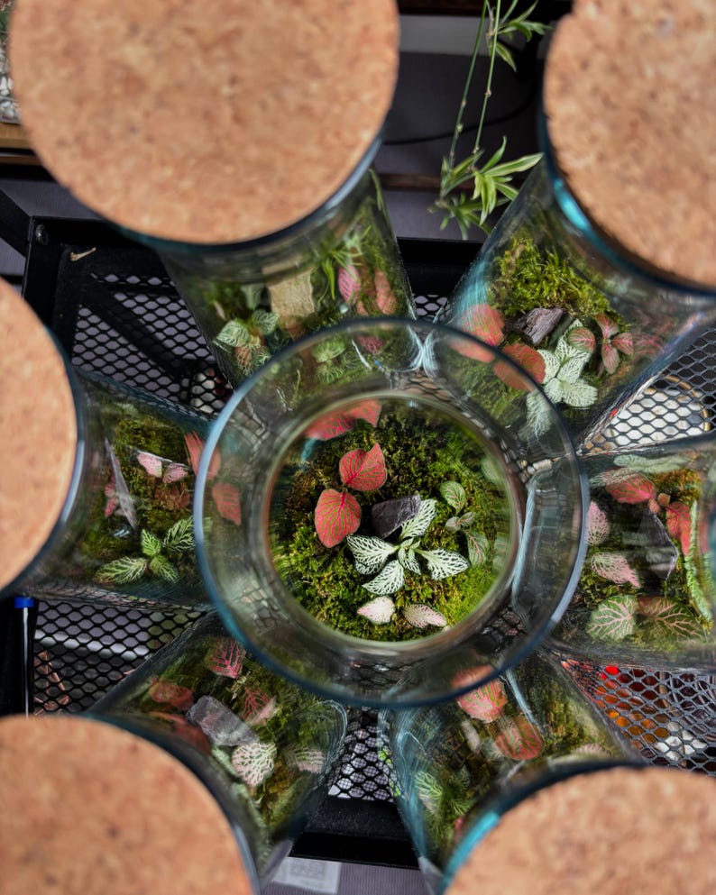 Tropical Fittonia Terrarium: Easy Care, Miniature Ecosystem in Glass ...