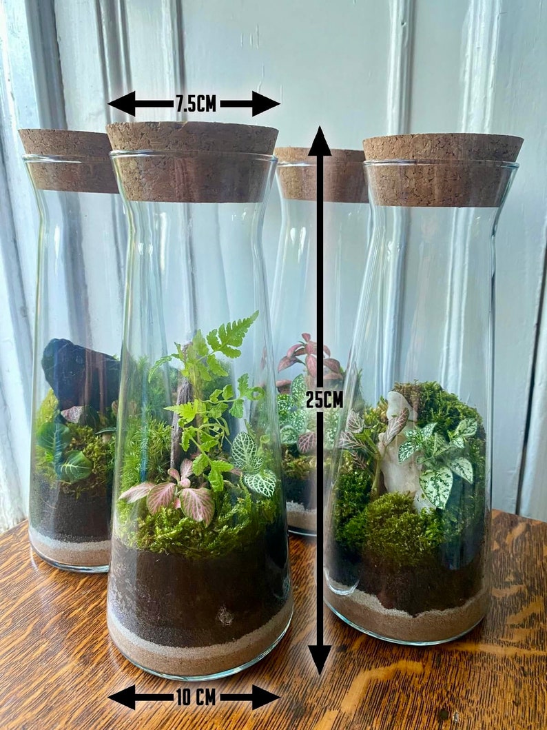 Beautiful Tropical Terrariums! Easy Care, Low Maintenance, Miniature ...
