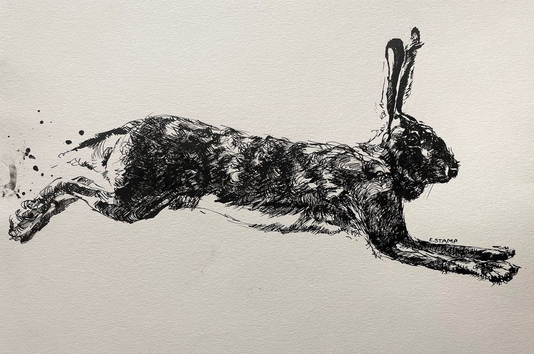 Original Calligraphy Pen & Ink Drawing of a Norfolk Hare Fine Art ...