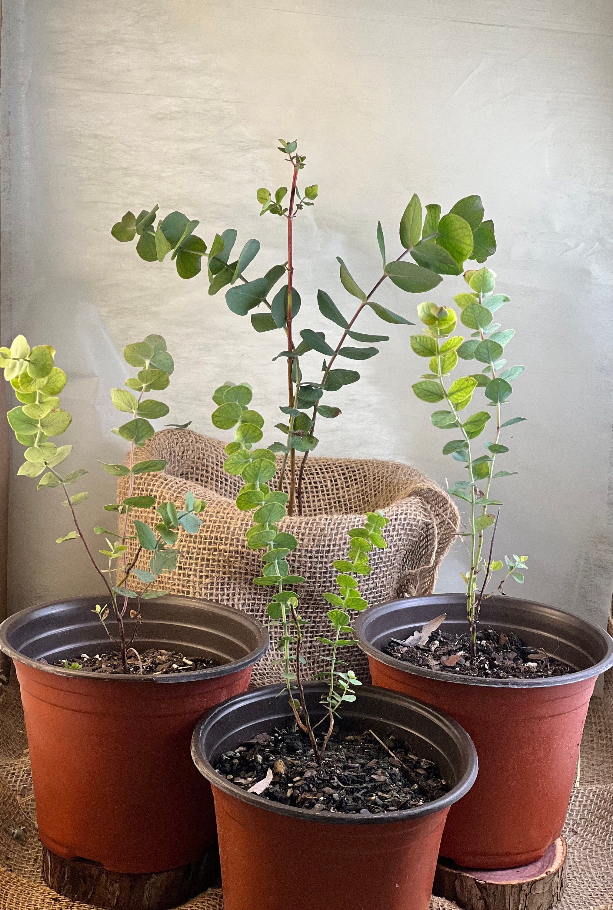 Live 12-16 Baby Blue Multi-stem Eucalyptus Plant, Strong and Healthy ...