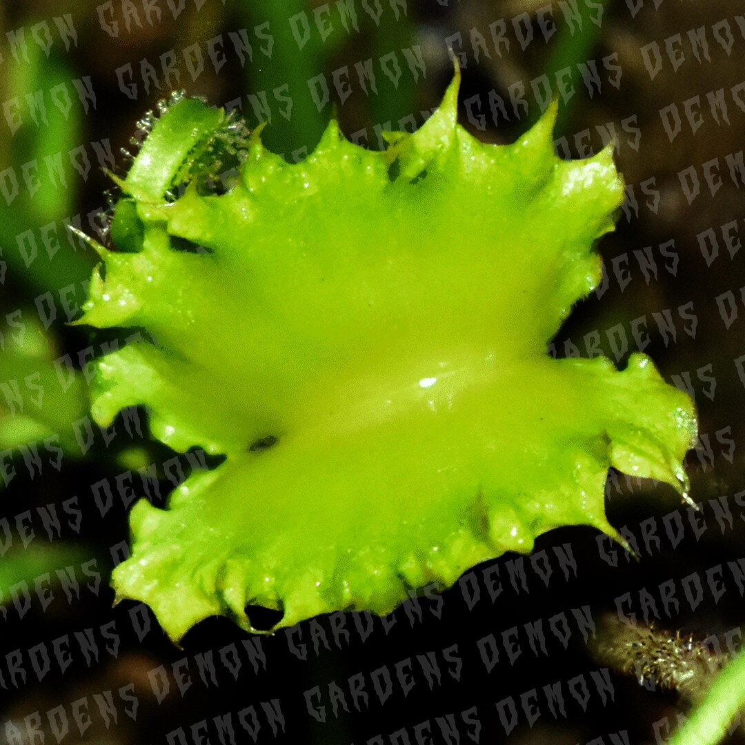 Venus Flytrap Tracy Filiformis All Green Mutated Traps Large Pot Demon ...