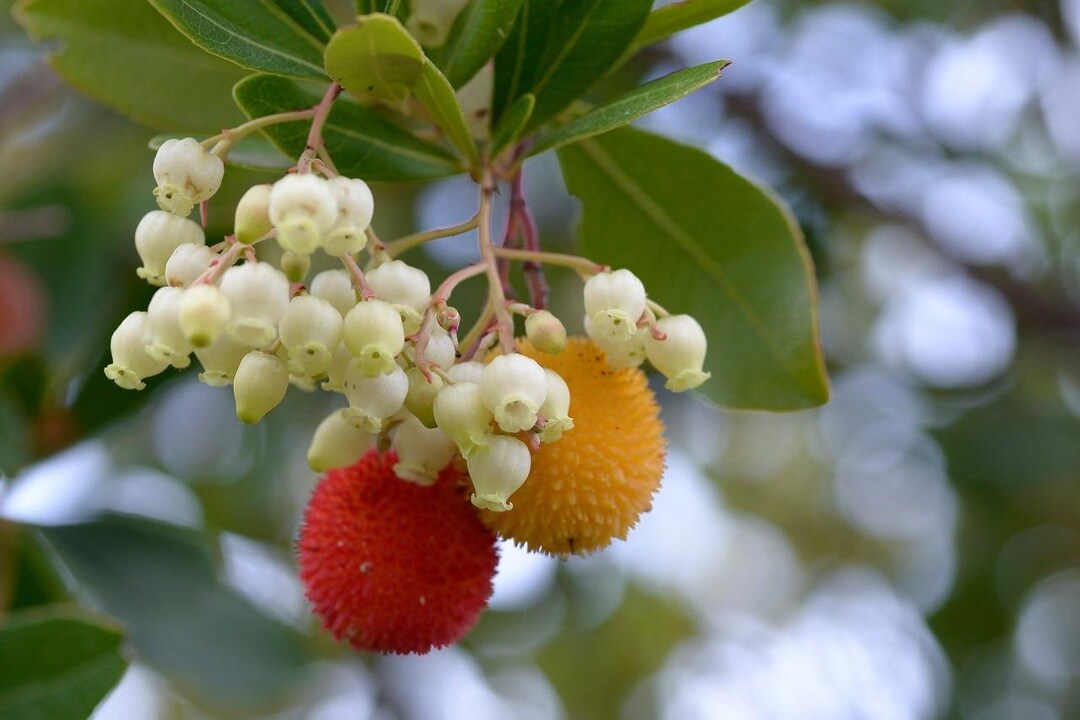 Hand-foraged Wild Strawberry Tree Tea | Organic Arbutus Unedo Leaf ...