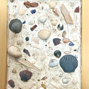 Seashell Art on Framed Canvas - Etsy