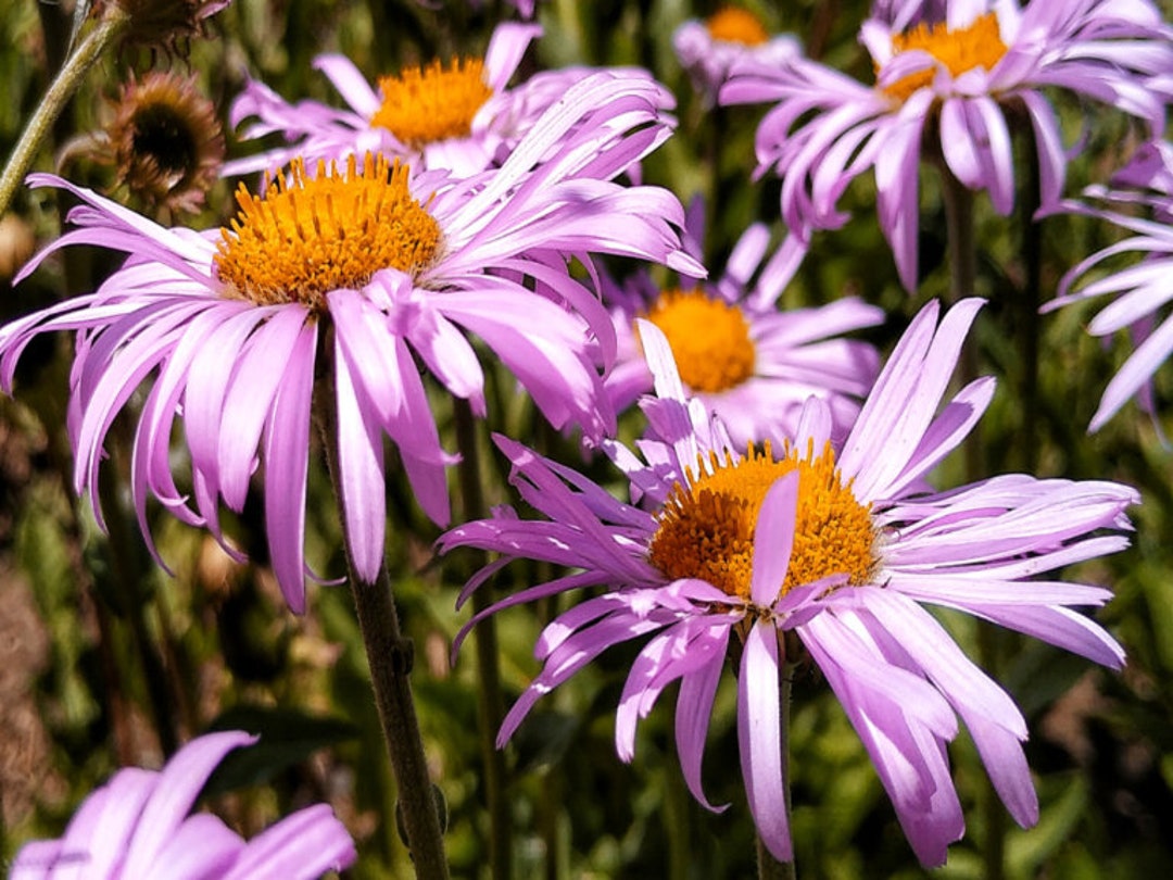 Close up Purple Daisy Cluster Photo, Purple Daisy Photograph ...